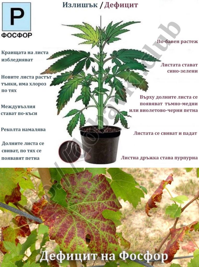 Амониев Хлорид (Нишадър) + мярка за 1 г – Добавки за растения
